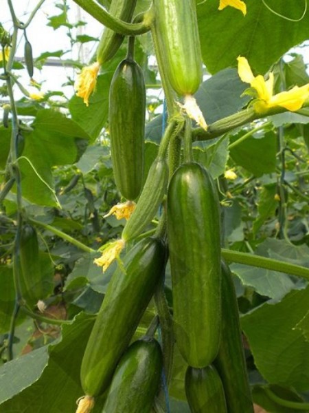 HIYAR FİDELERİ - Konak Fide - Toptan ve Perakende Fide Satışı